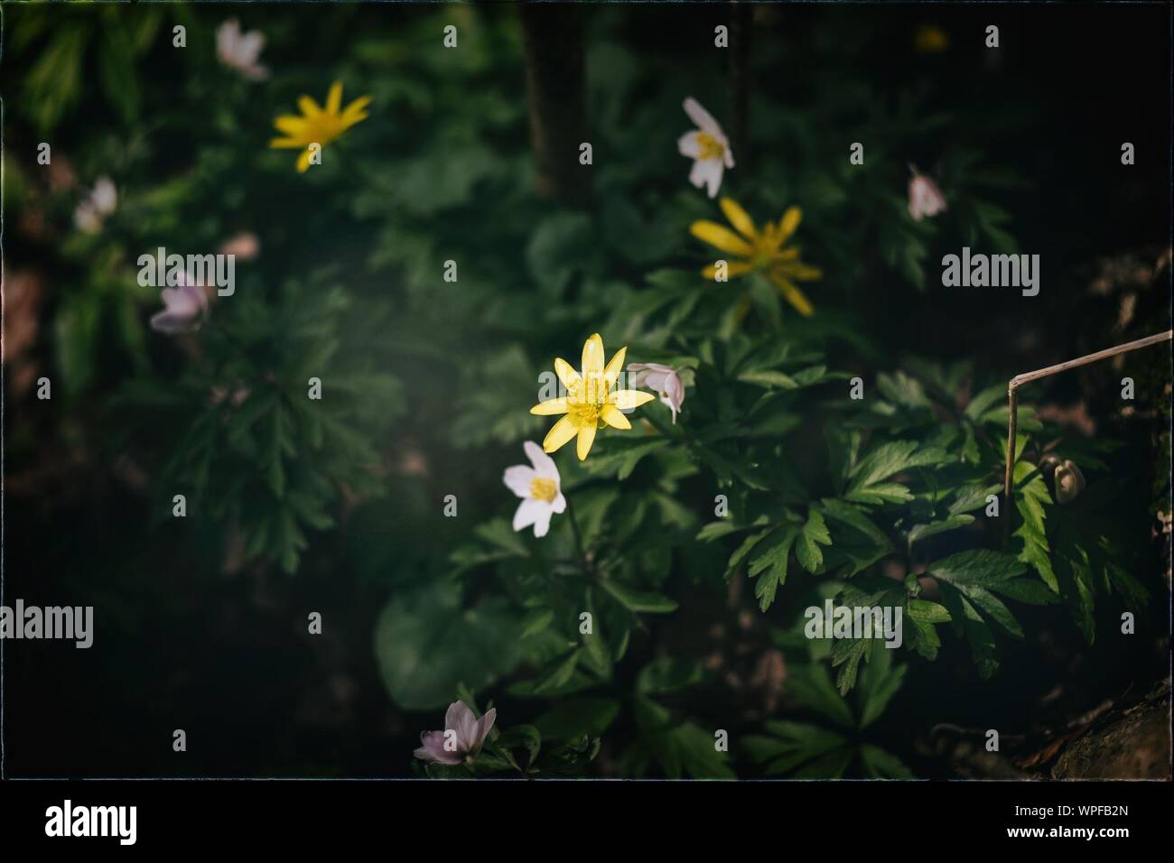 Bush with small flowers hi-res stock photography and images - Alamy