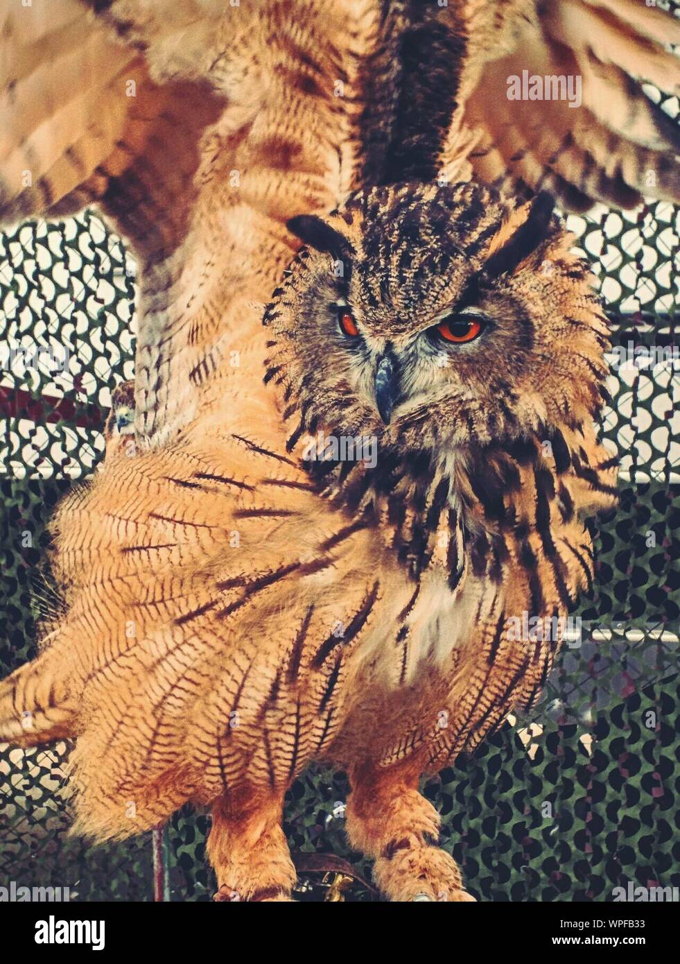 Owl In Cage High Resolution Stock Photography and Images - Alamy