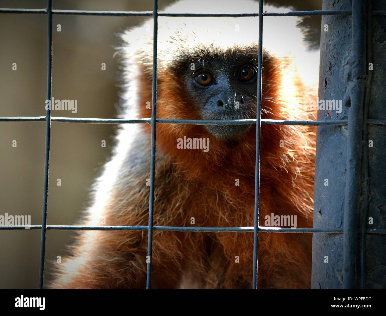 Monkey trapped in cage hi-res stock photography and images - Alamy