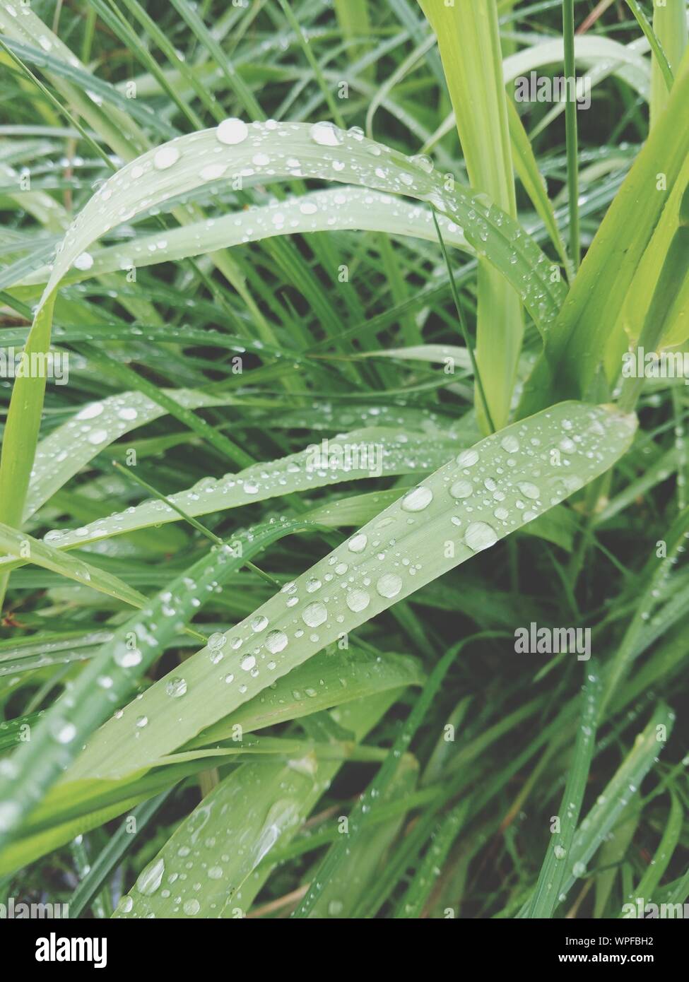 Wet grass hi-res stock photography and images - Alamy