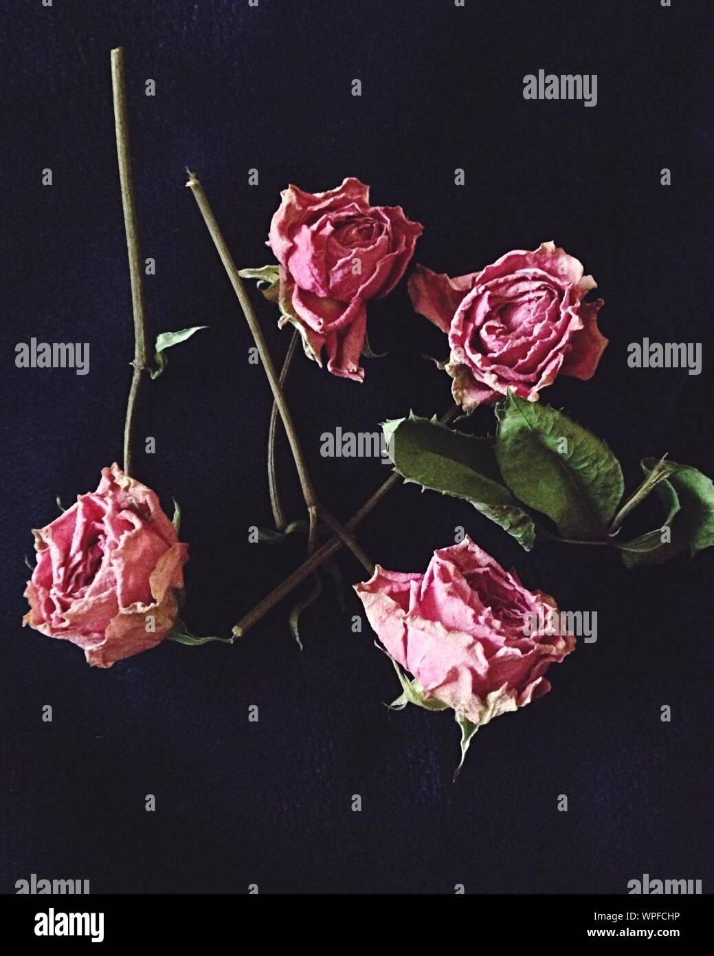 Still life pink roses hi-res stock photography and images - Alamy