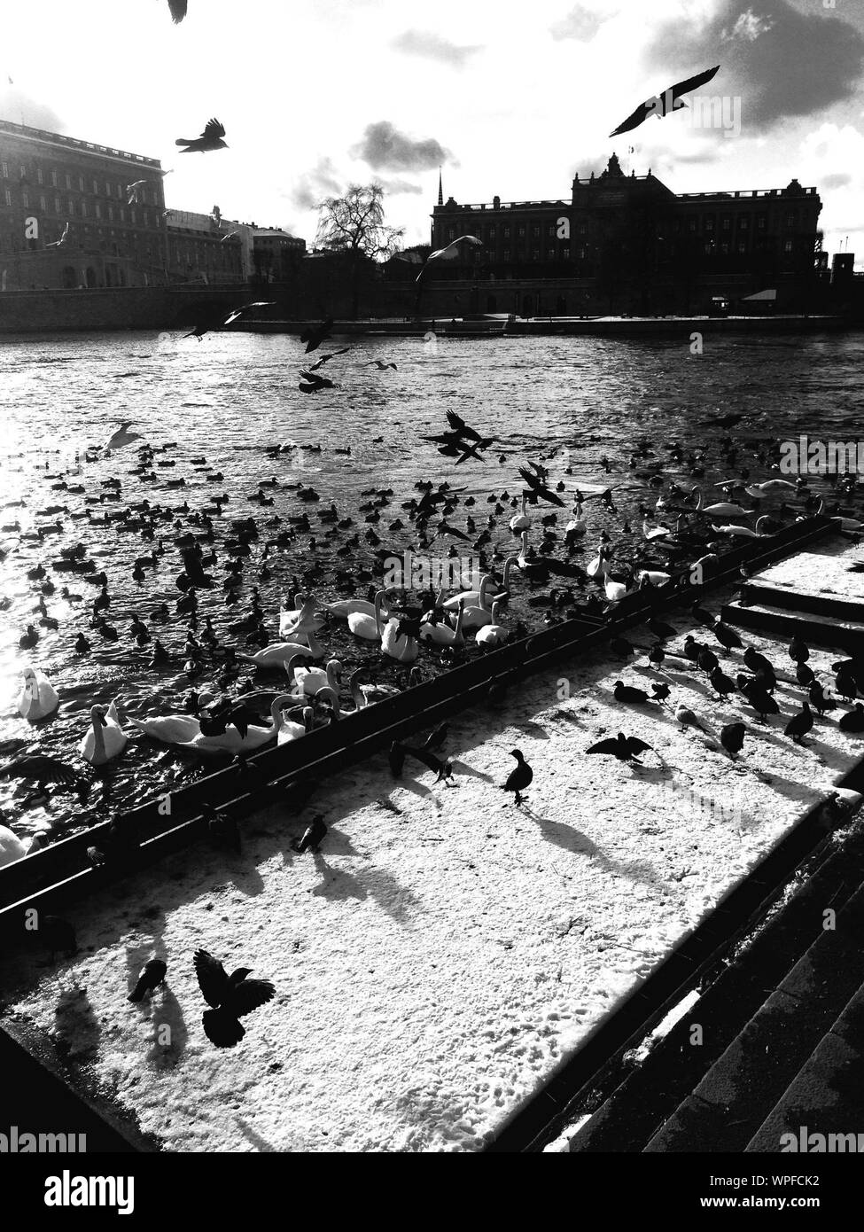 High angle birds view Black and White Stock Photos & Images - Alamy