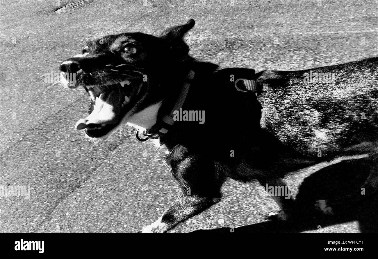 Barking dog no people hi-res stock photography and images - Alamy