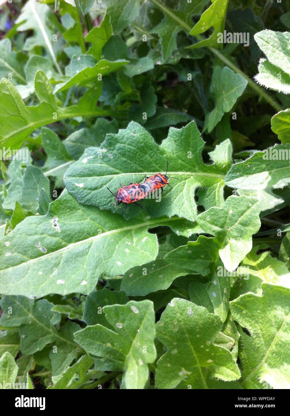 Insects leaf hi-res stock photography and images - Alamy