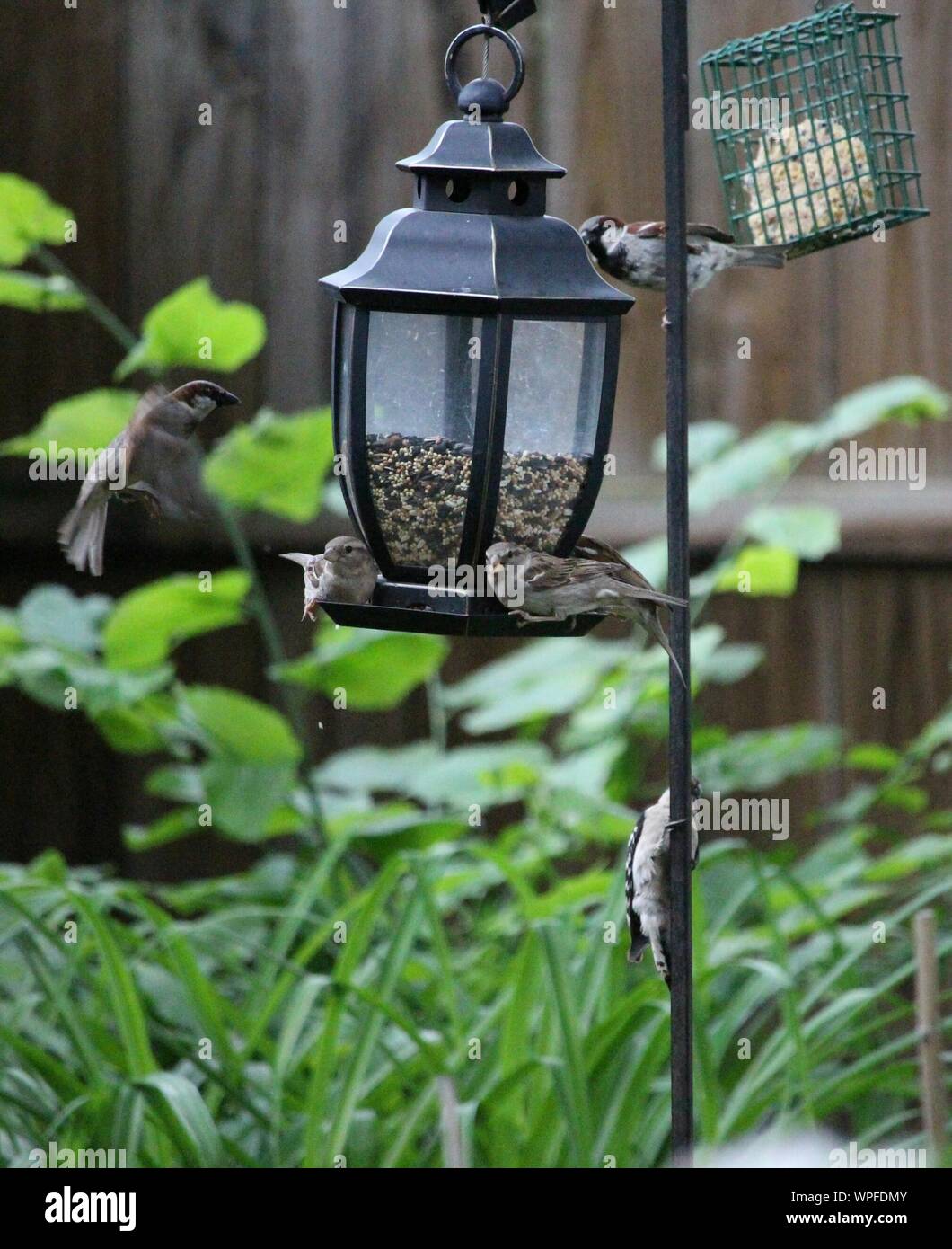 Group of birds at bird feeder hi-res stock photography and images - Alamy