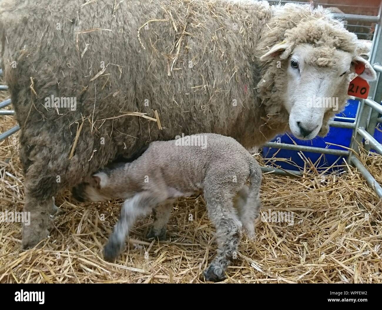 Two feeding sheep hi-res stock photography and images - Alamy