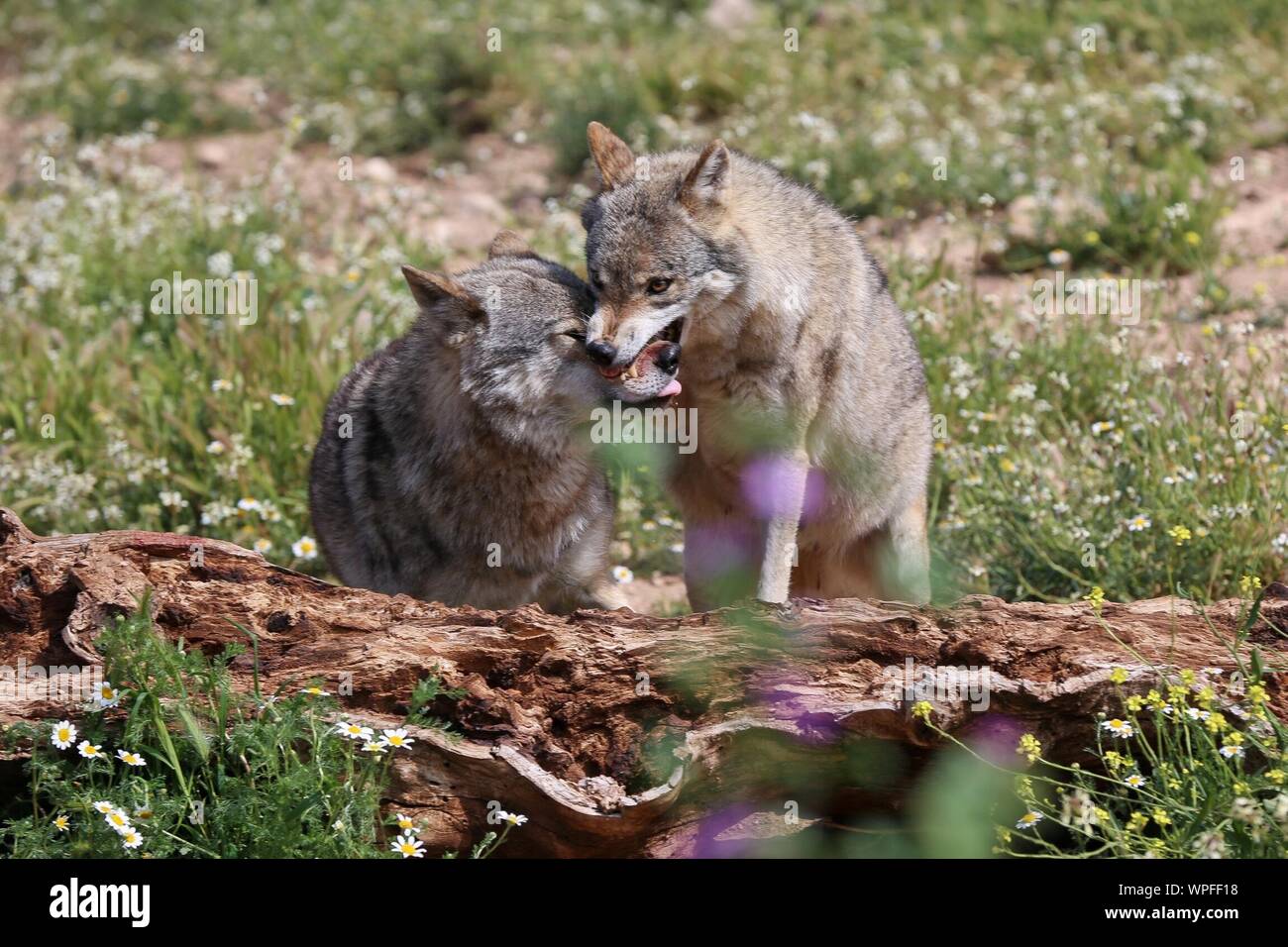 Animals playing together hi-res stock photography and images - Alamy