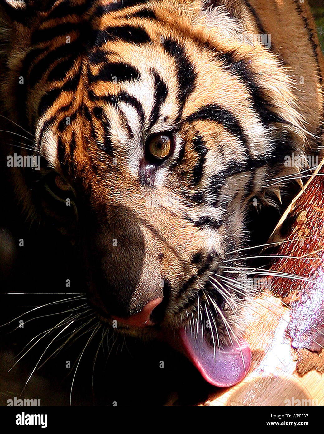 Tiger Licking High Resolution Stock Photography and Images - Alamy