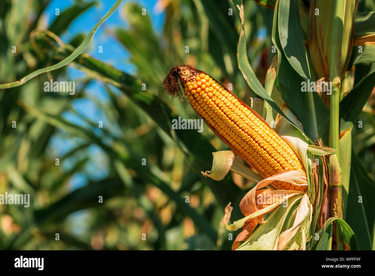 Ear of maize with ripe kernels in cultivated field is ready for harvest ...
