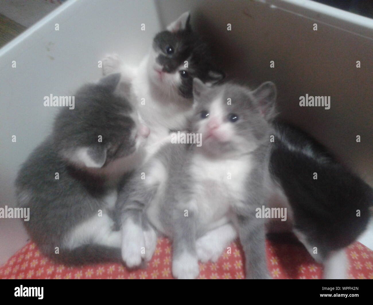 Cuddling Kittens High Resolution Stock Photography and Images - Alamy