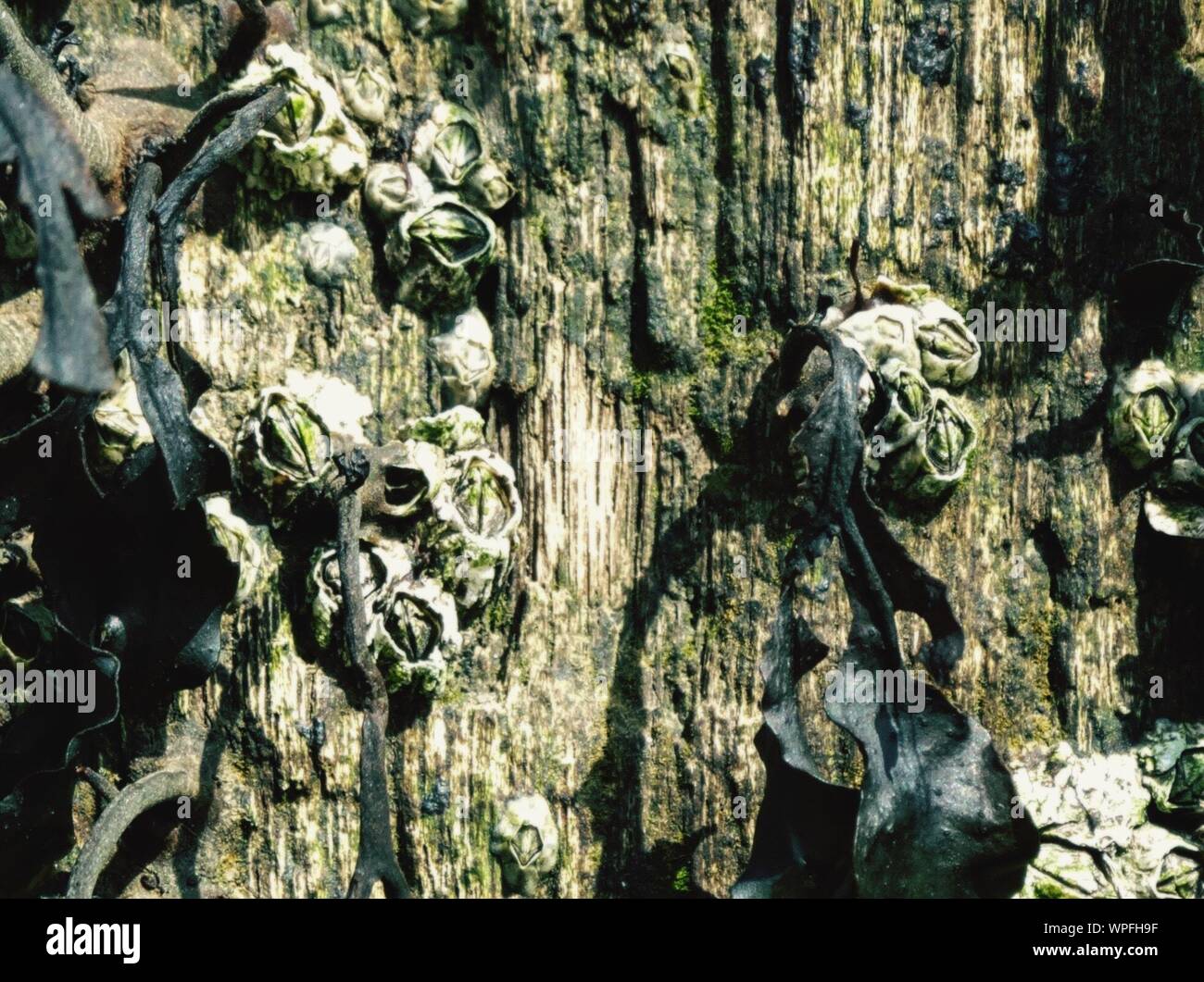 Seaweed wood hi-res stock photography and images - Alamy