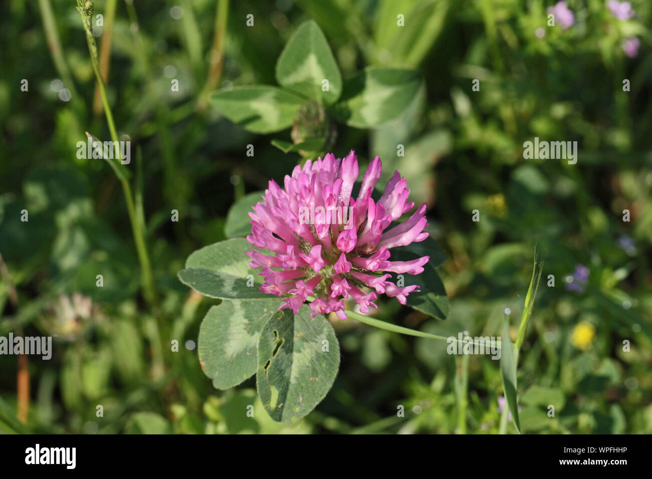 Trifolium pratense italy hi-res stock photography and images - Alamy