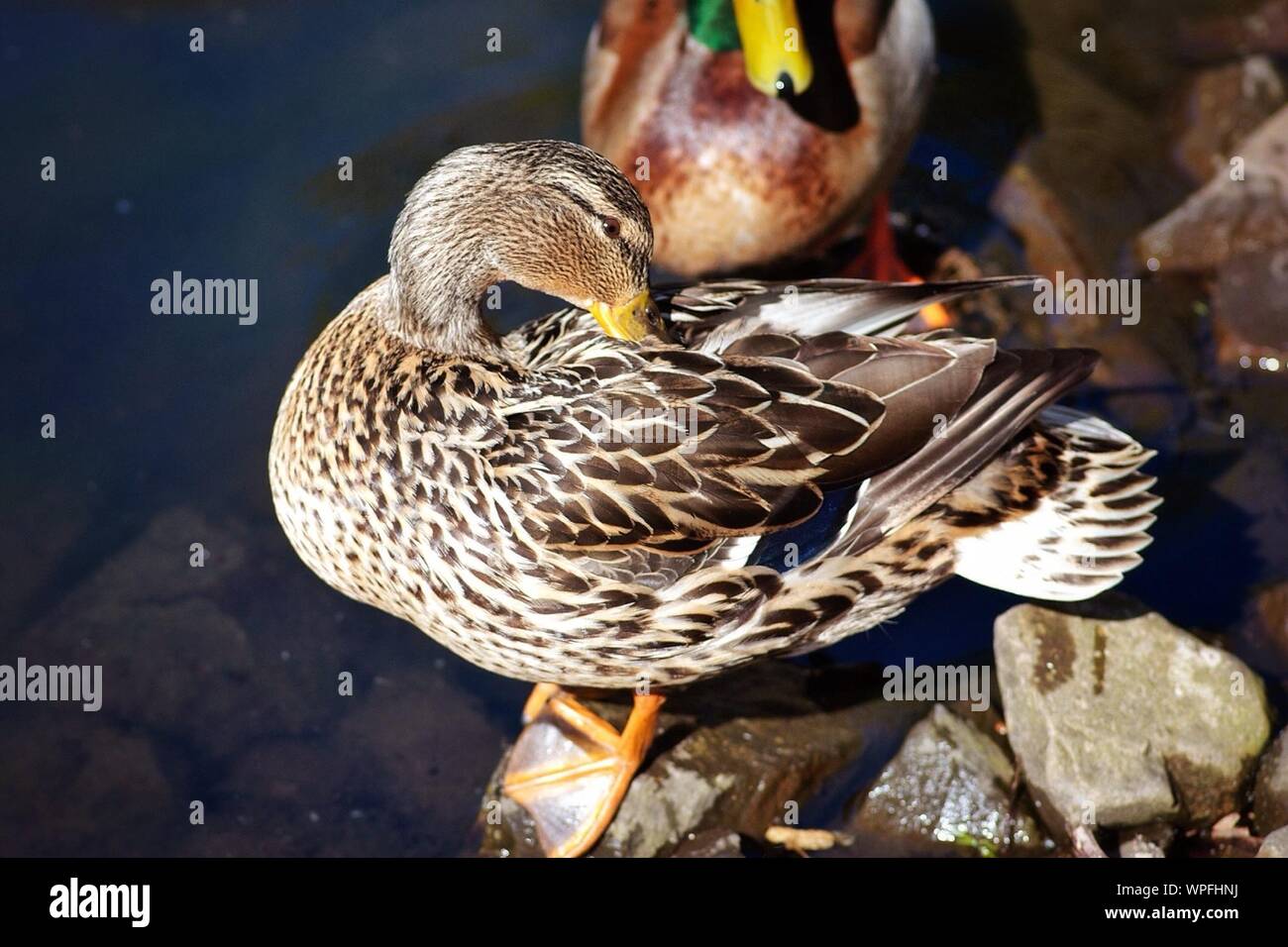 Mallard egg hi-res stock photography and images - Alamy
