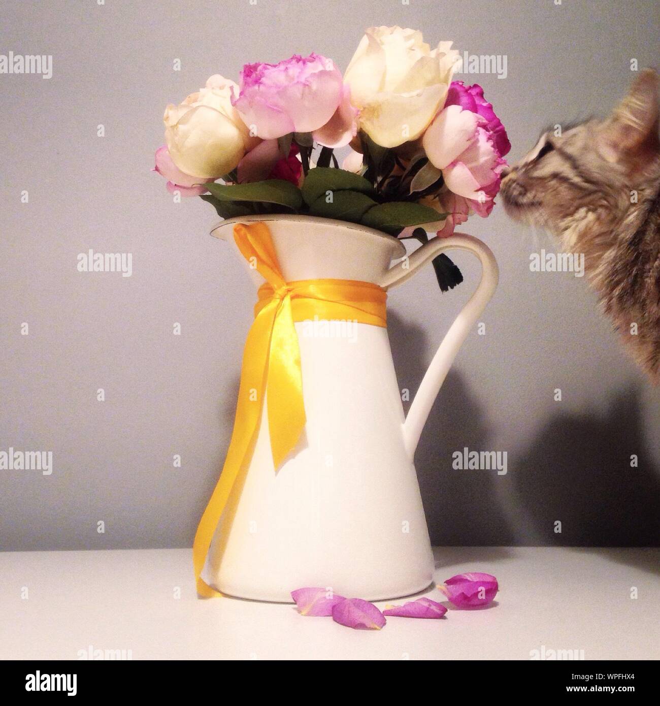 Cat vase hi-res stock photography and images - Alamy