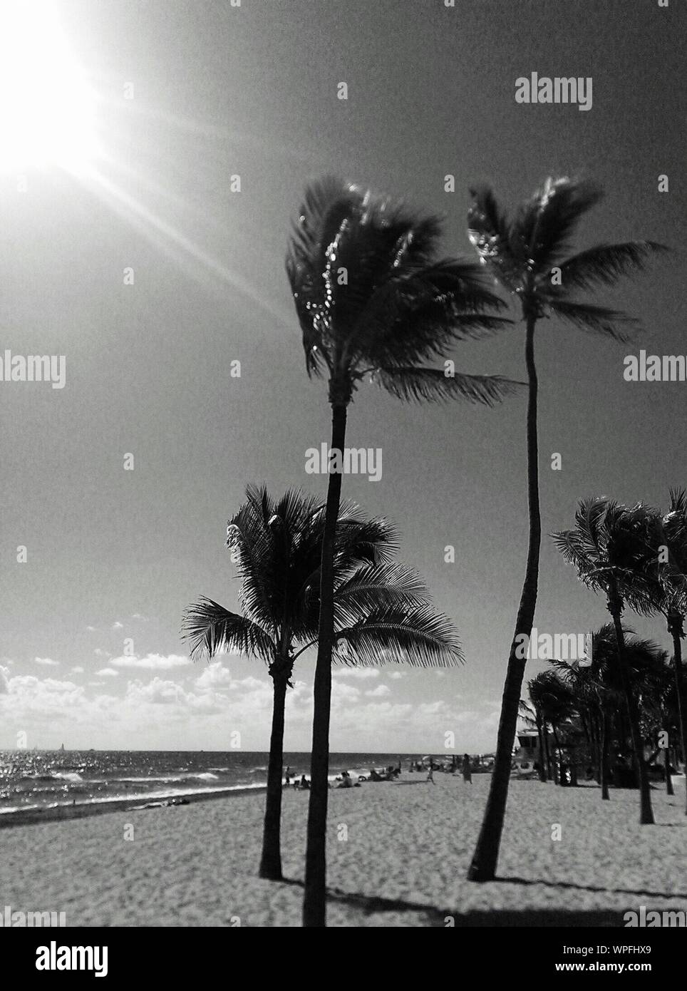 Palm tree growing in sand hi-res stock photography and images - Alamy