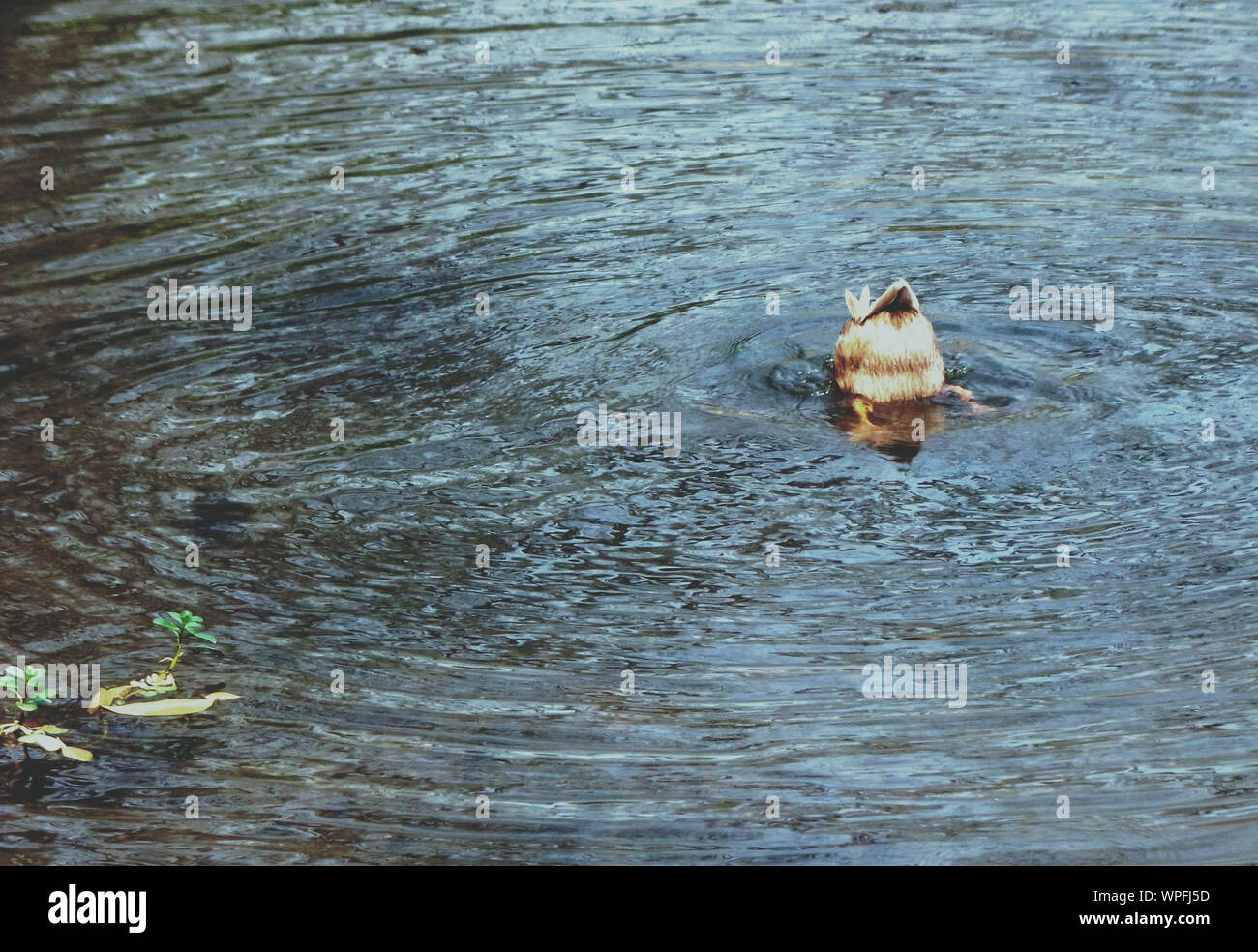 Head under body hi-res stock photography and images - Alamy