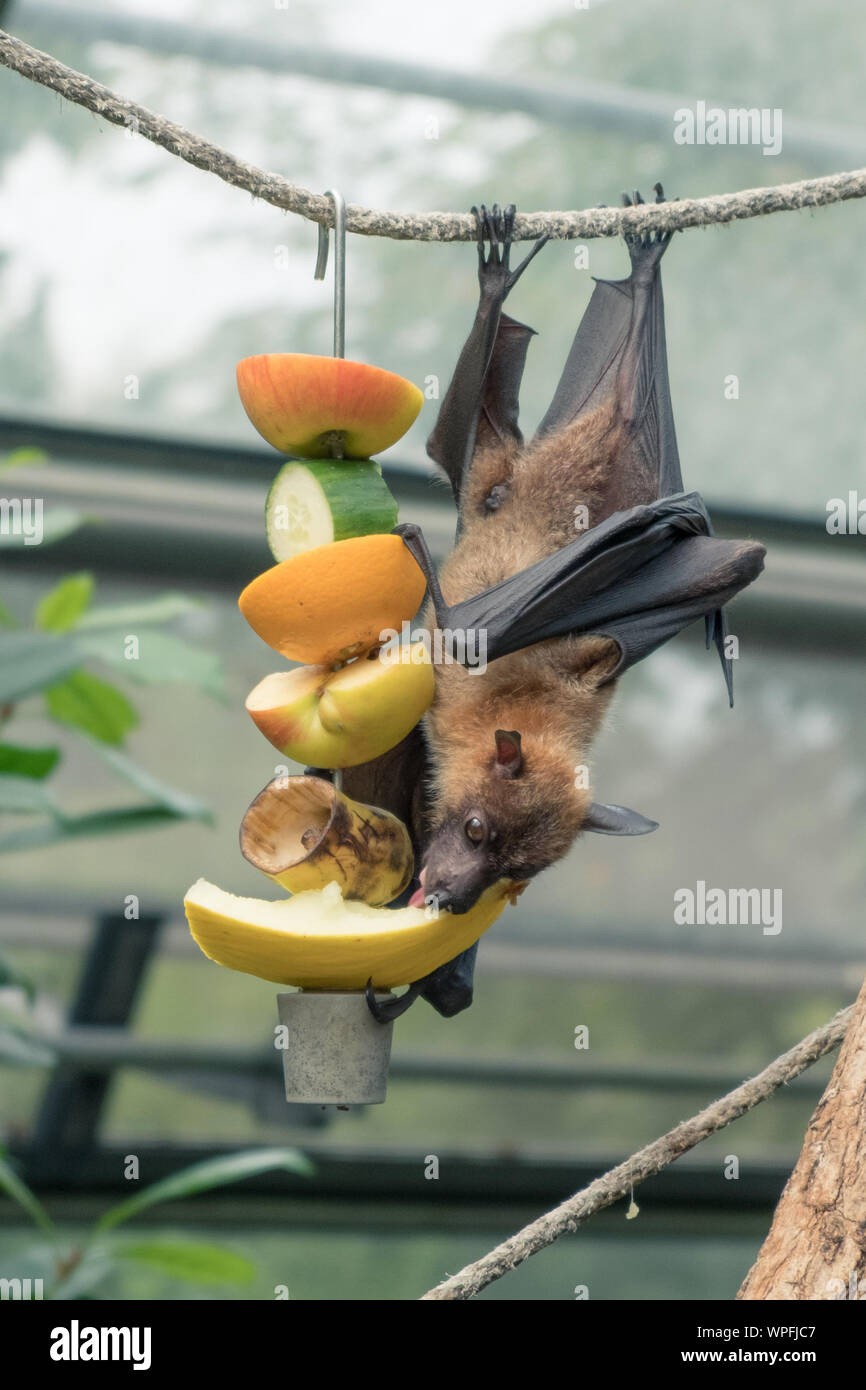 Fruit Bat Eating High Resolution Stock Photography and Images - Alamy