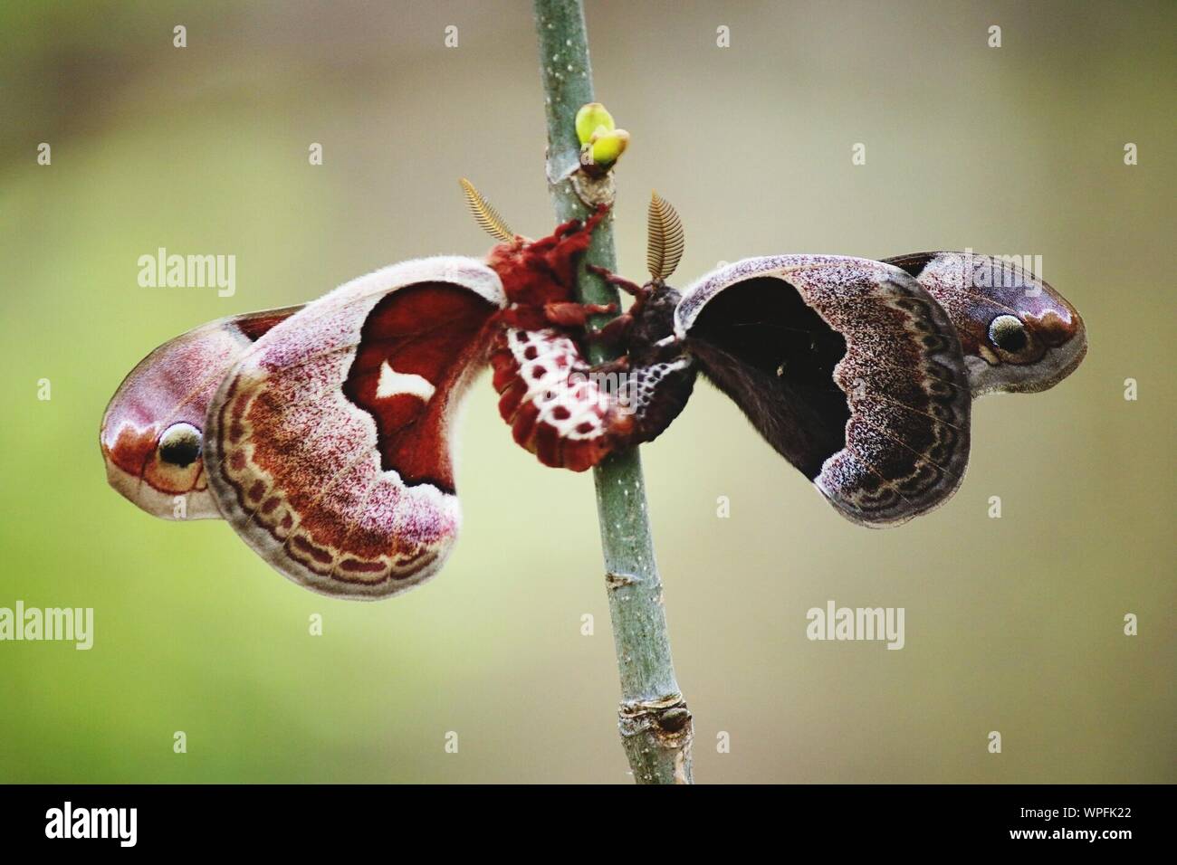 Mating Moths High Resolution Stock Photography and Images - Alamy