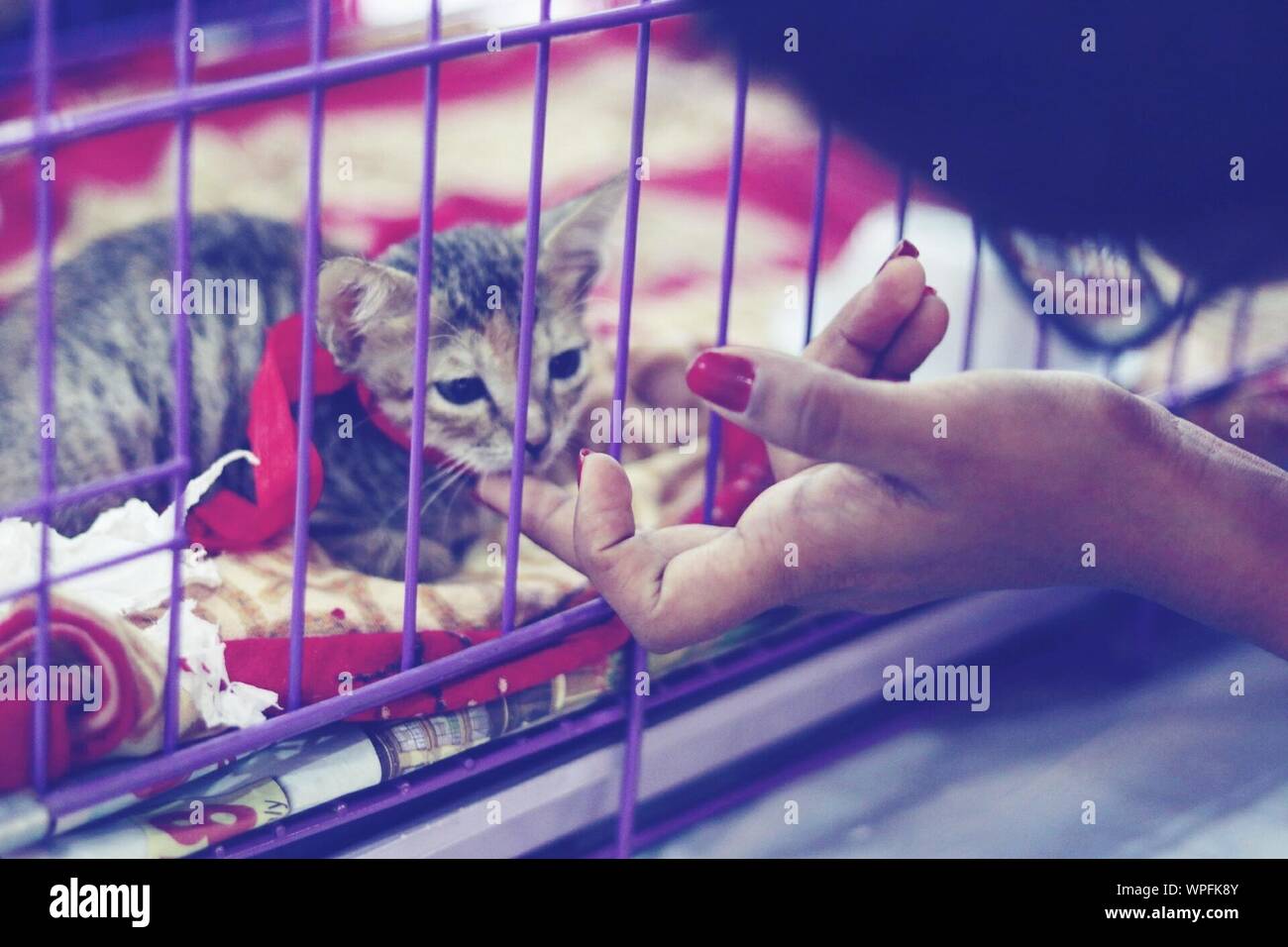 Polish cat hi-res stock photography and images - Alamy