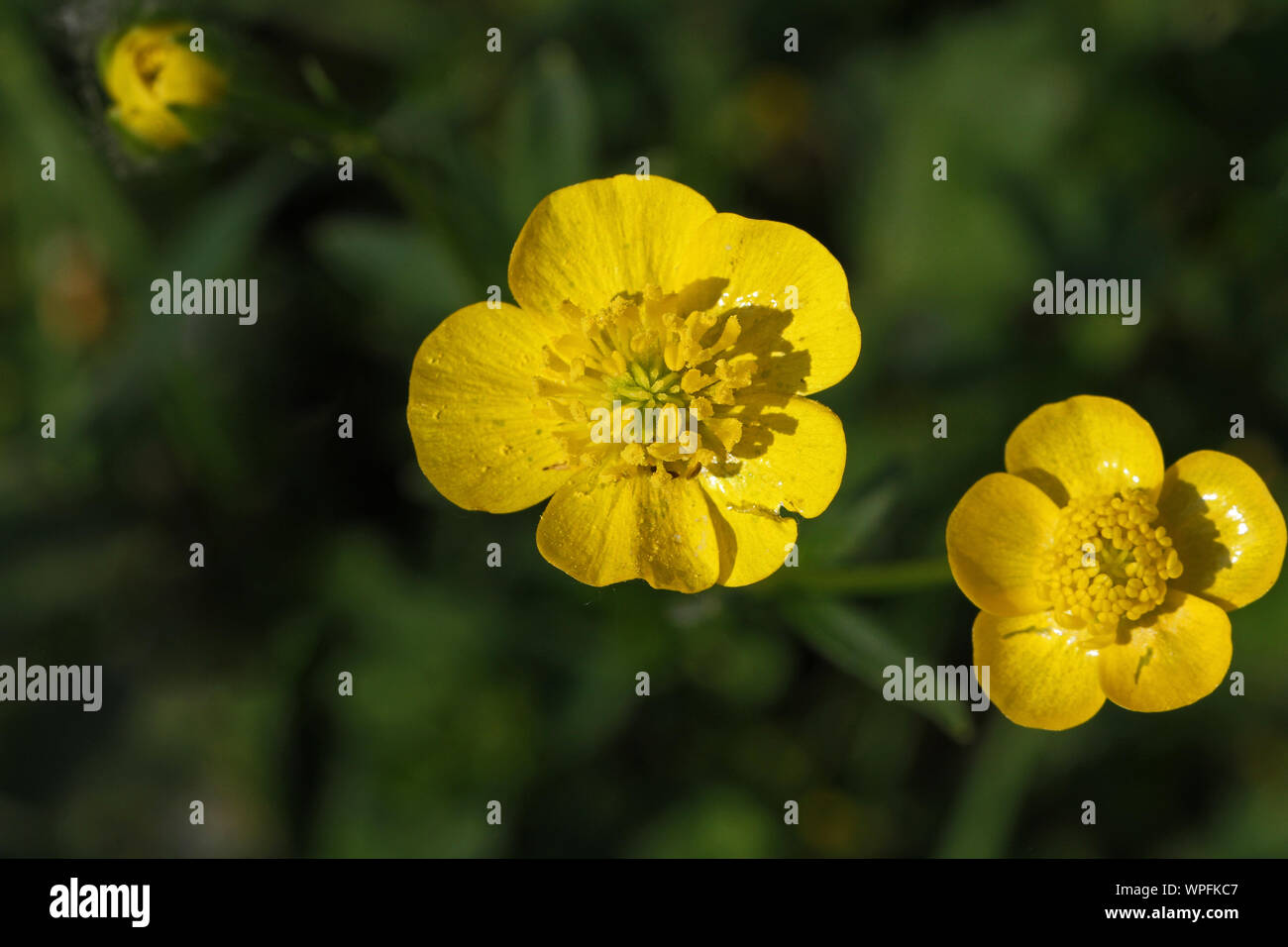 bright yellow buttercups Latin ranunculus repens flowering in a meadow ...
