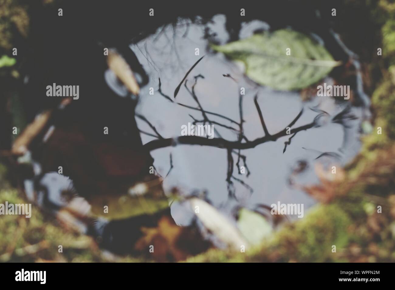 Selective Focus Leaves High Resolution Stock Photography and Images - Alamy