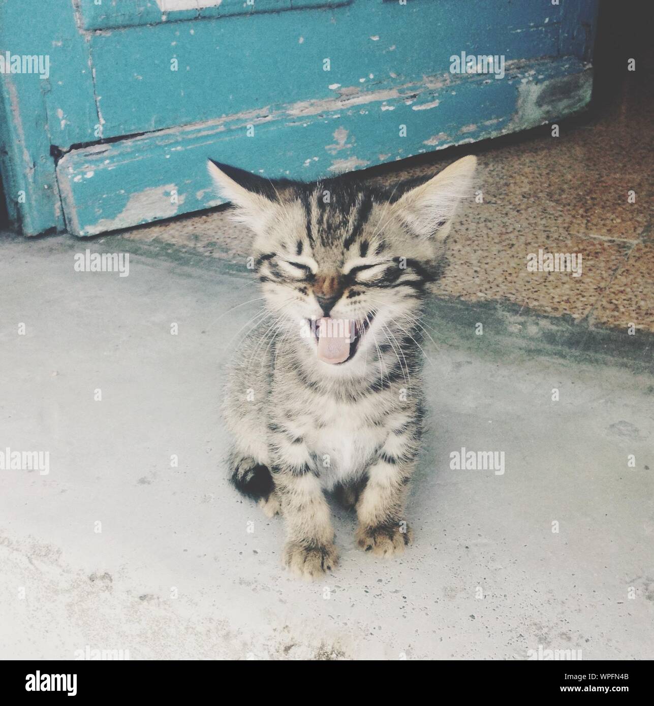 Cute kitten yawning hi-res stock photography and images - Alamy