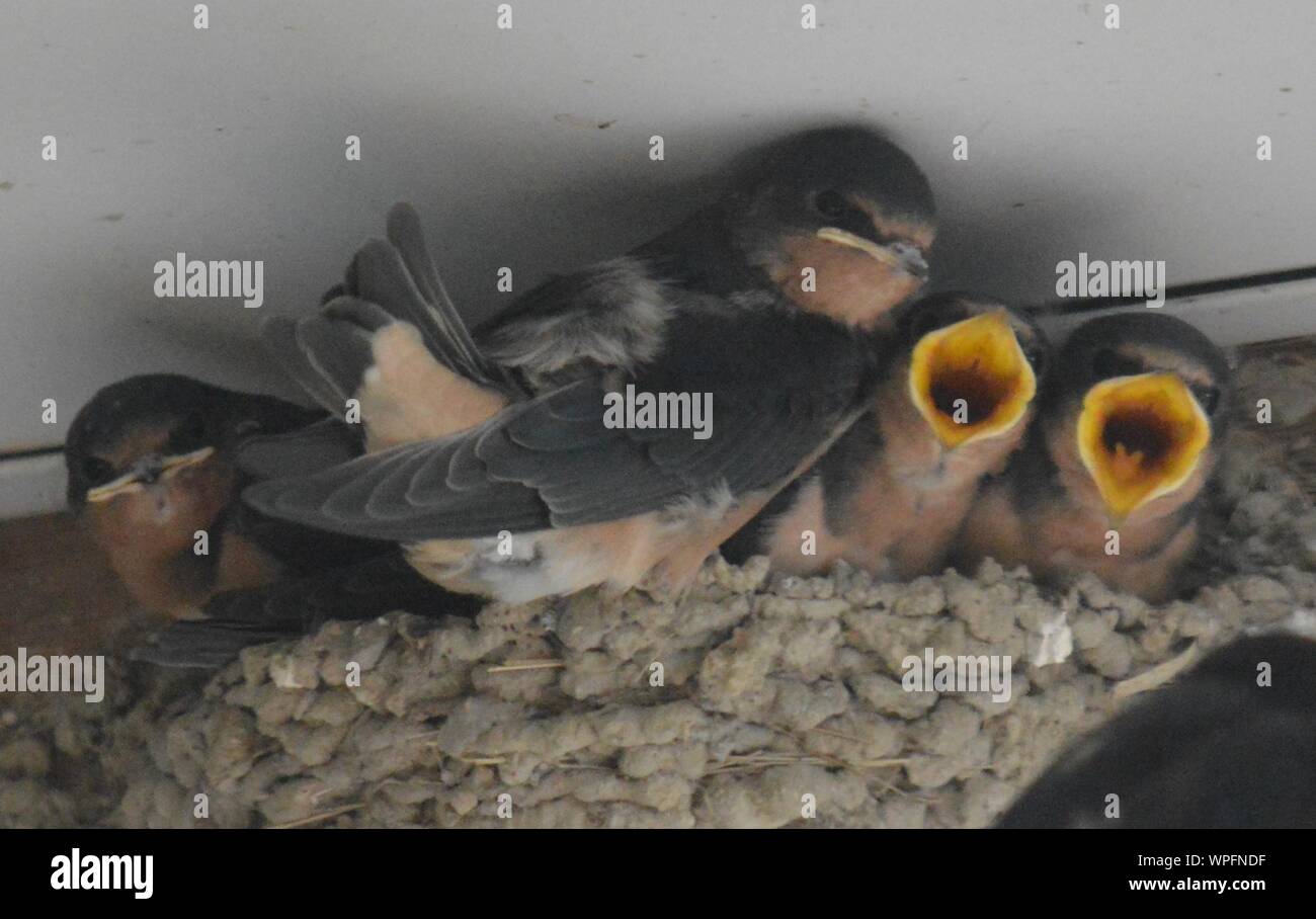 Family nest hi-res stock photography and images - Alamy