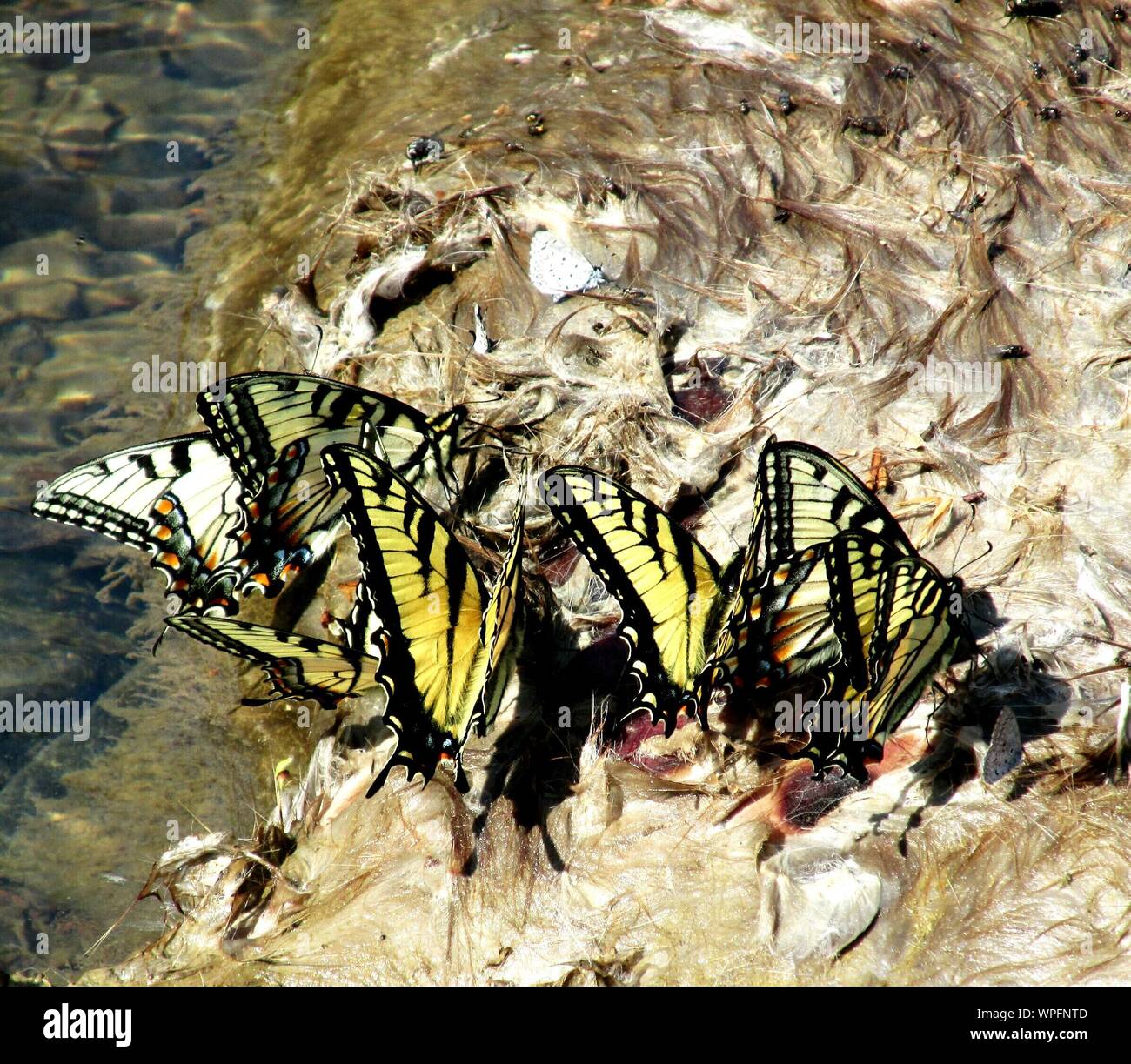Dead butterflies hi-res stock photography and images - Alamy