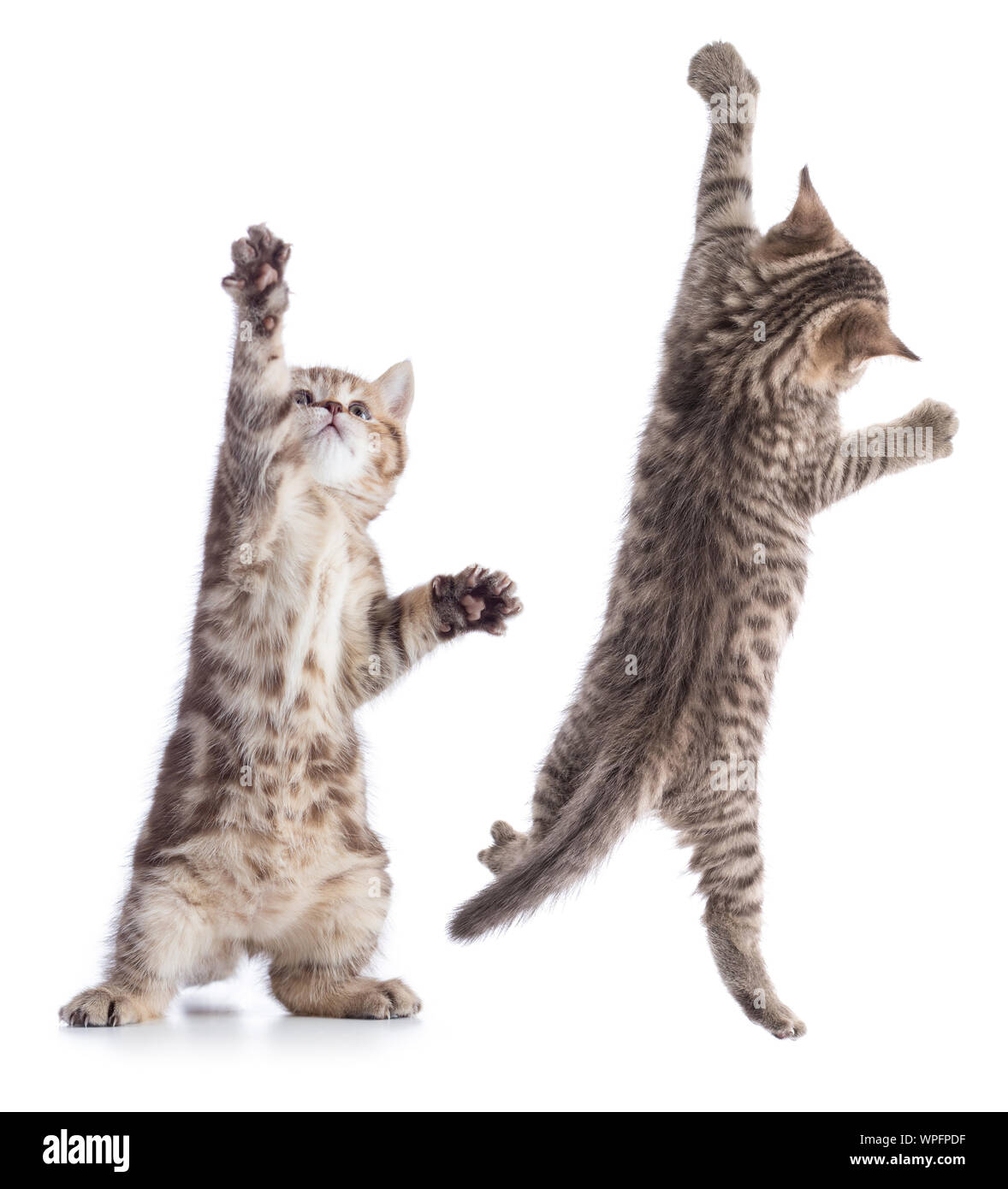 Funny young cats standing looking up and hanging isolated on white ...