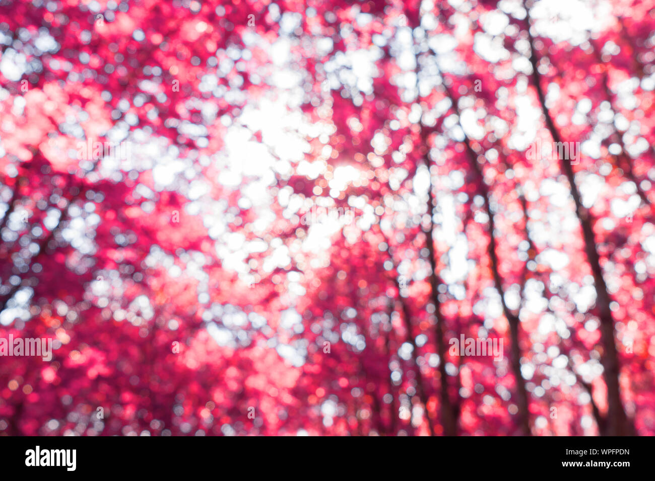 Low angle view of purple fantasy autumn trees in forest landscape with ...
