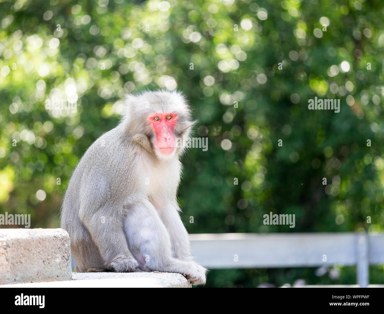 Monkey looking lens hi-res stock photography and images - Alamy