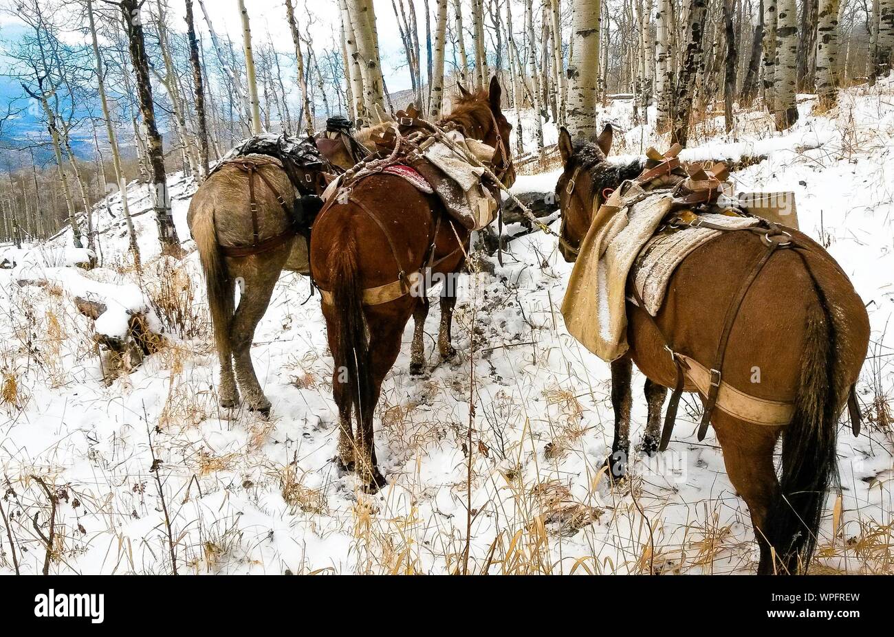 Working mules hi-res stock photography and images - Alamy