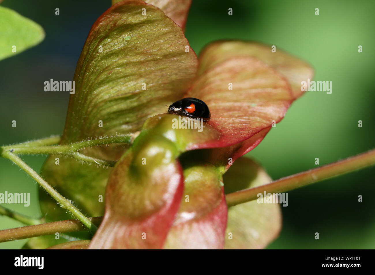 tiny shiny black ladybug with red spots possibly a two spot ladybird or ...