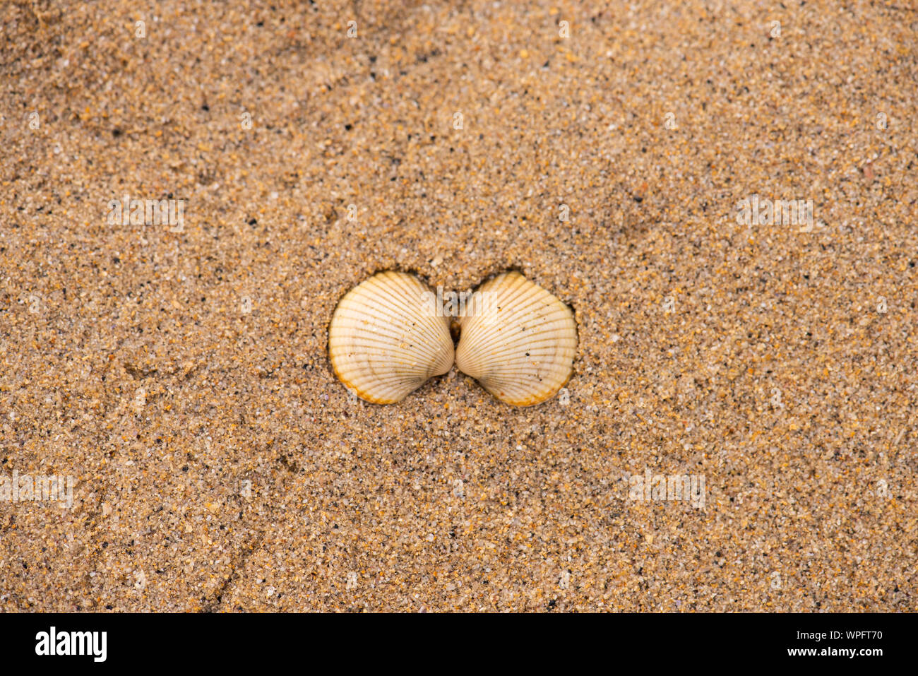 Cockle shell in the sand number 3877 Stock Photo - Alamy