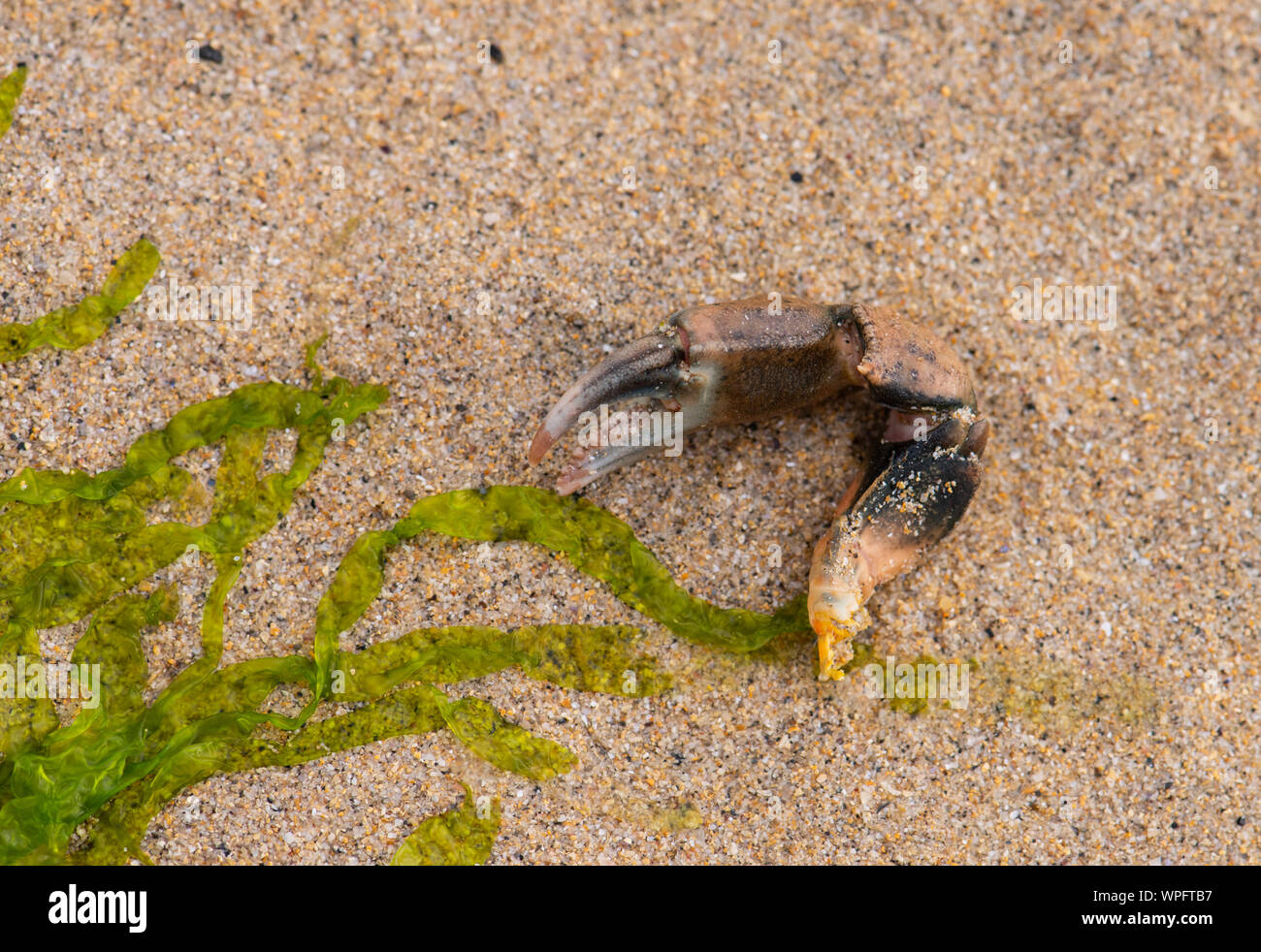crab claw st ives cornwall number 3876 Stock Photo - Alamy