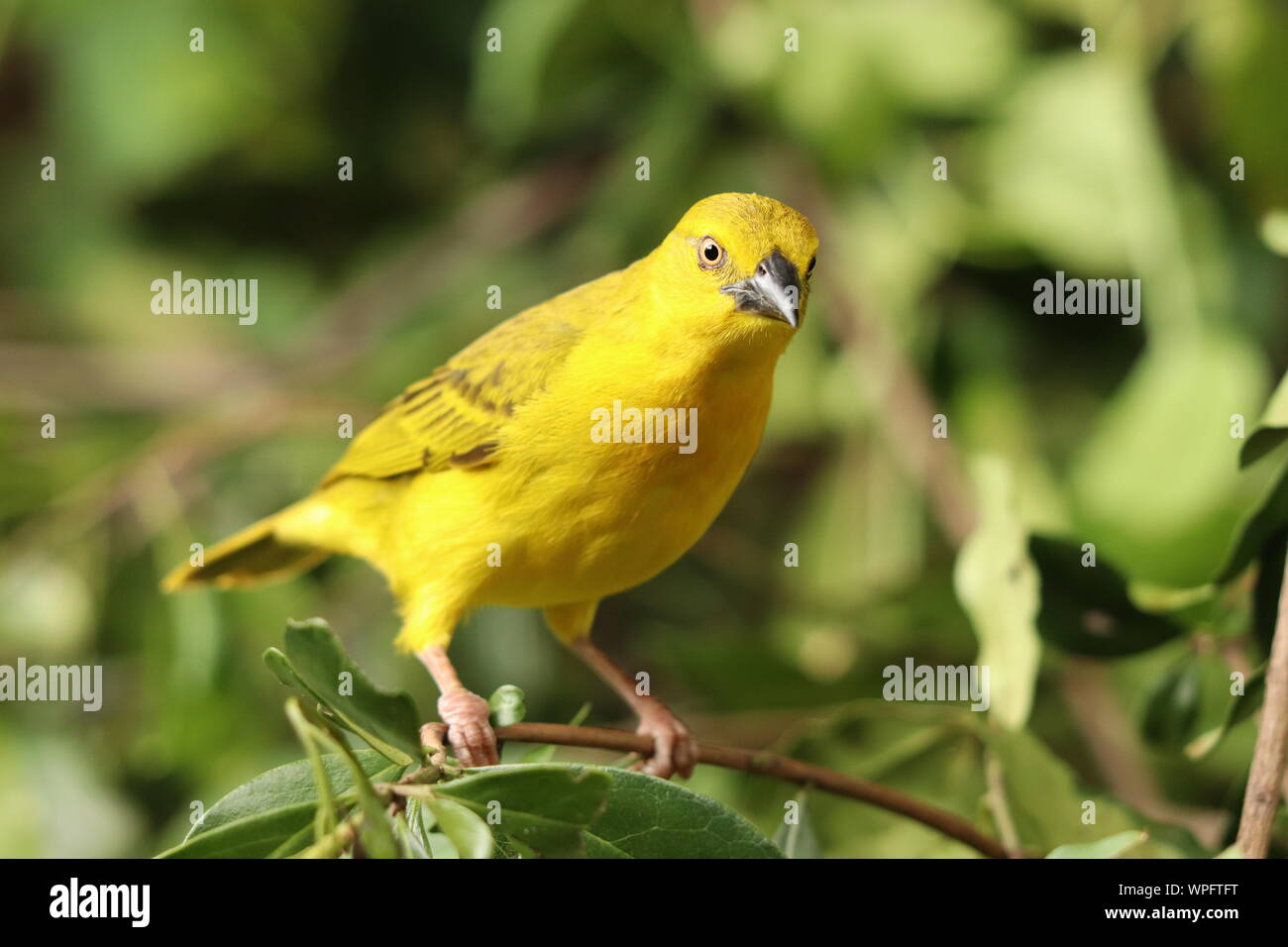 Yellow bird on a tree, Masai Mara National Park, Kenya Stock Photo - Alamy