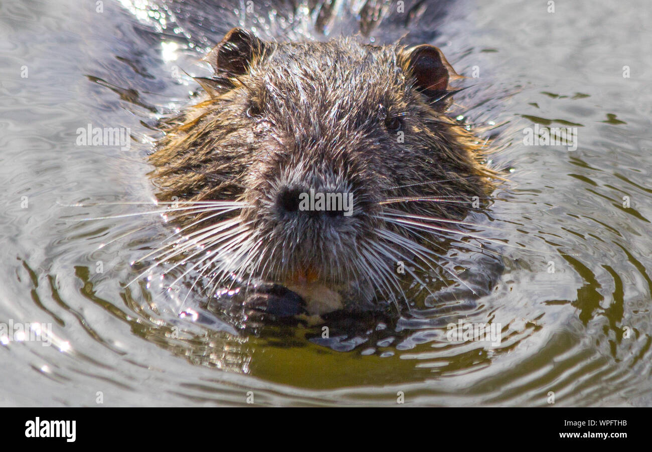 Swimming water vole hi-res stock photography and images - Alamy