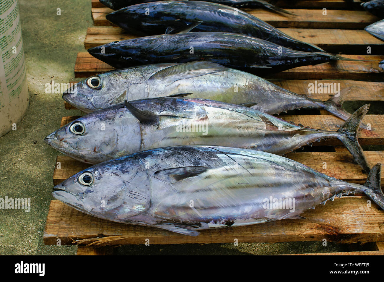 Bigeye tuna hi-res stock photography and images - Alamy