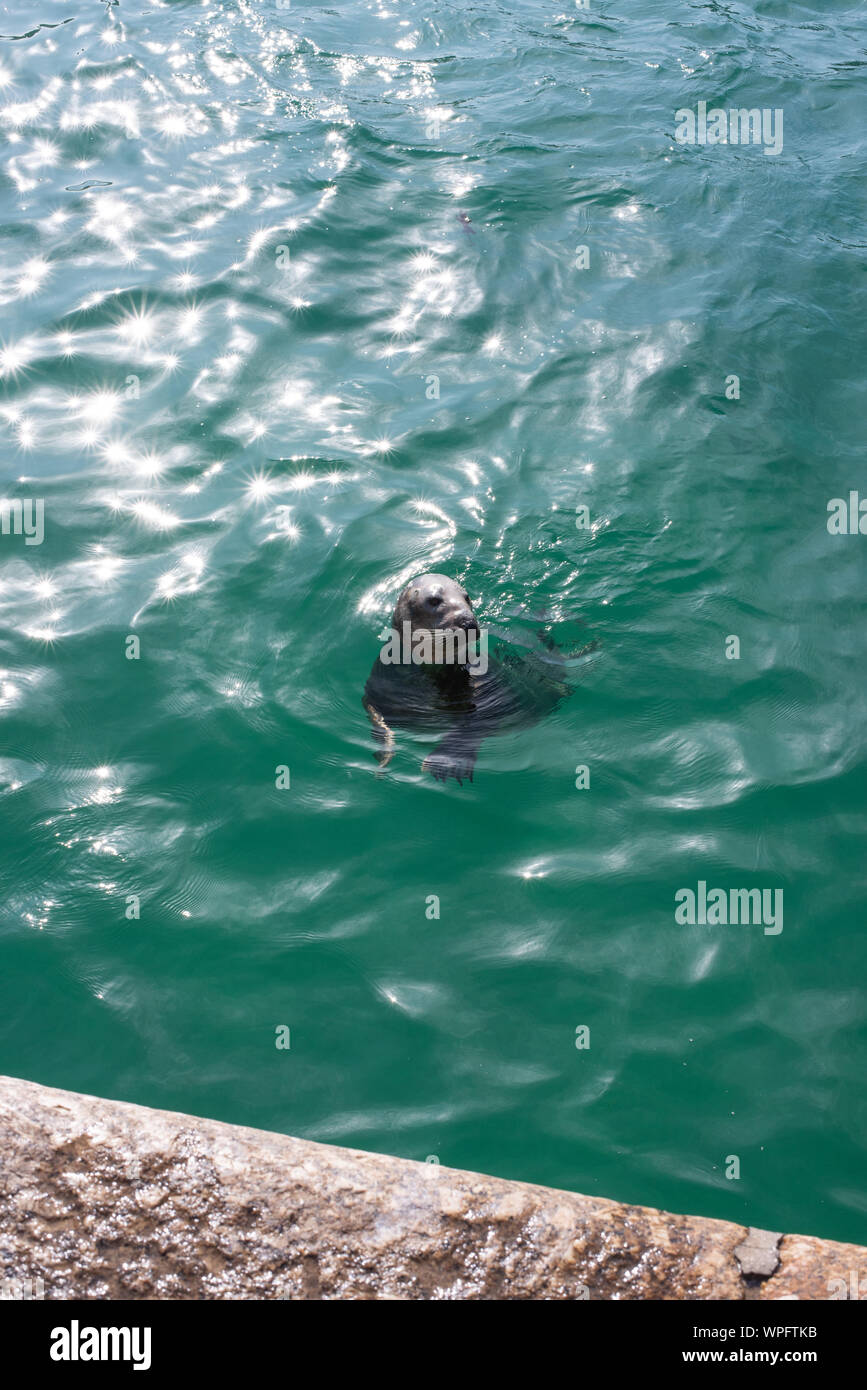 Sammy the seal at St Ives number 3885 Stock Photo - Alamy