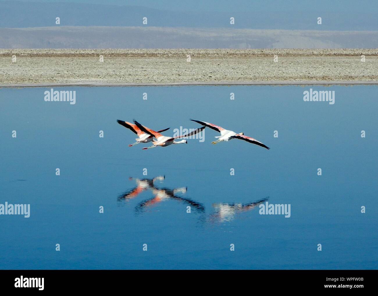 Flamingos flying over lake hi-res stock photography and images - Alamy
