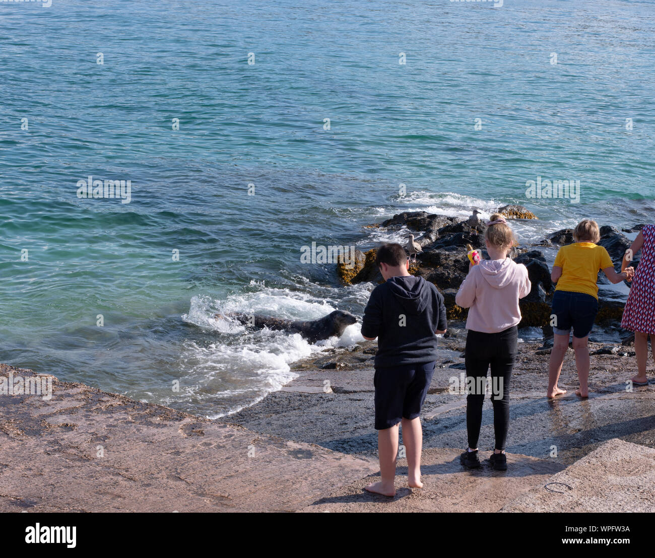 Sammy grey hi-res stock photography and images - Alamy