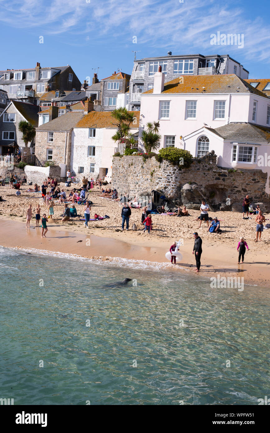 St ives seal hi-res stock photography and images - Alamy