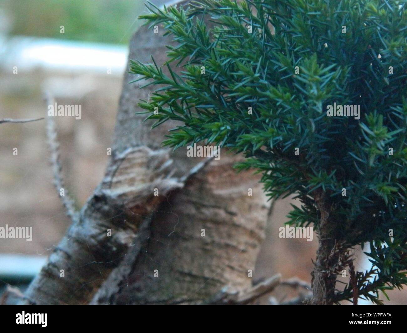 Small leaf bush hi-res stock photography and images - Alamy
