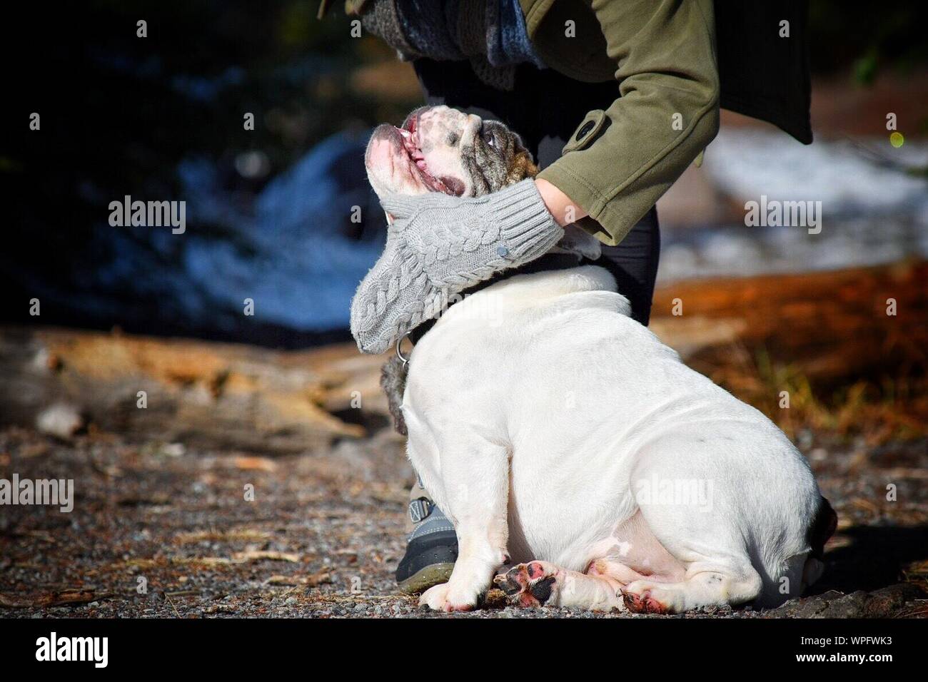 Man with bulldog hi-res stock photography and images - Alamy