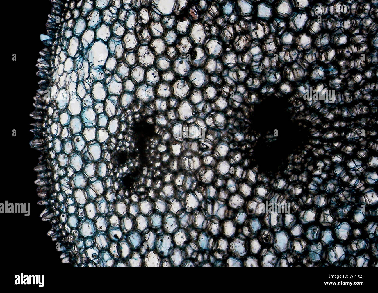 Mitosis Micrograph High Resolution Stock Photography and Images - Alamy