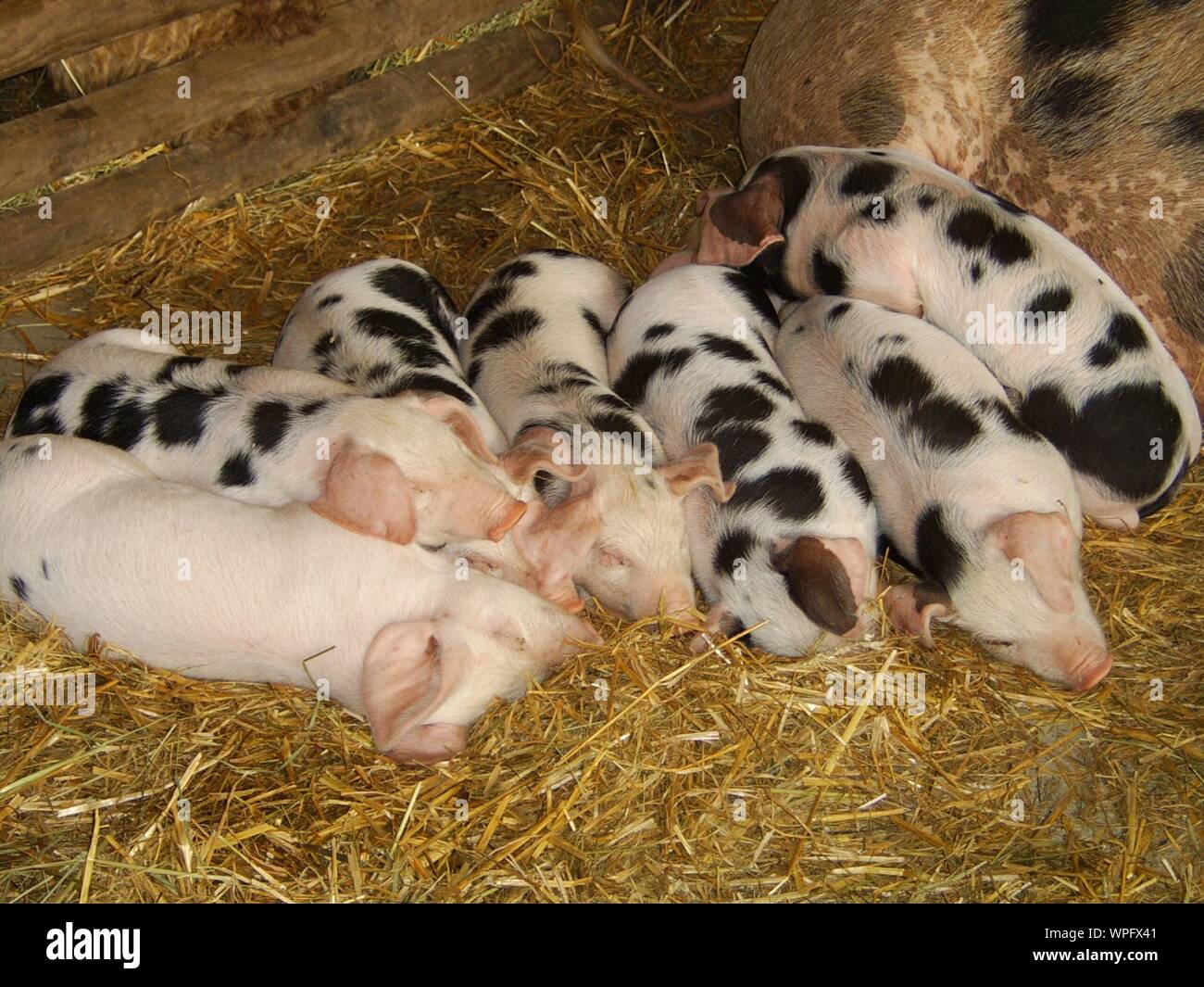 Farm pig lying down hi-res stock photography and images - Alamy