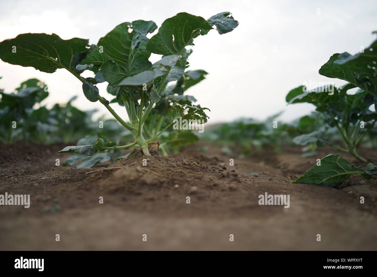 Growing leafy vegetable hi-res stock photography and images - Alamy