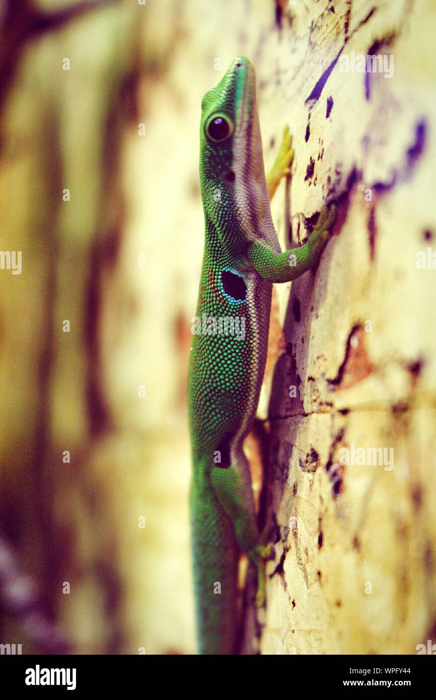 Green gecko tree hi-res stock photography and images - Alamy