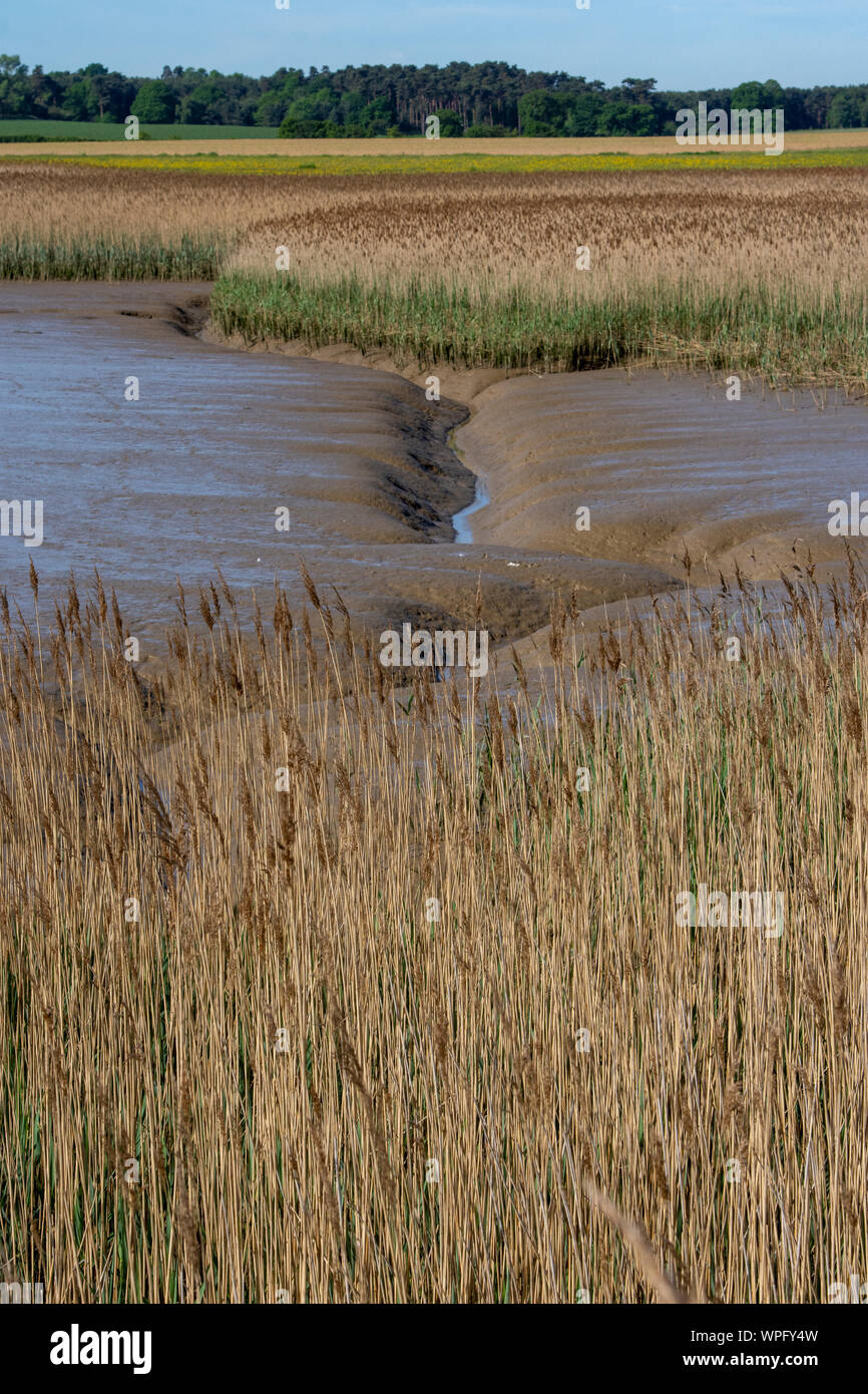 Tidal river reed hi-res stock photography and images - Alamy