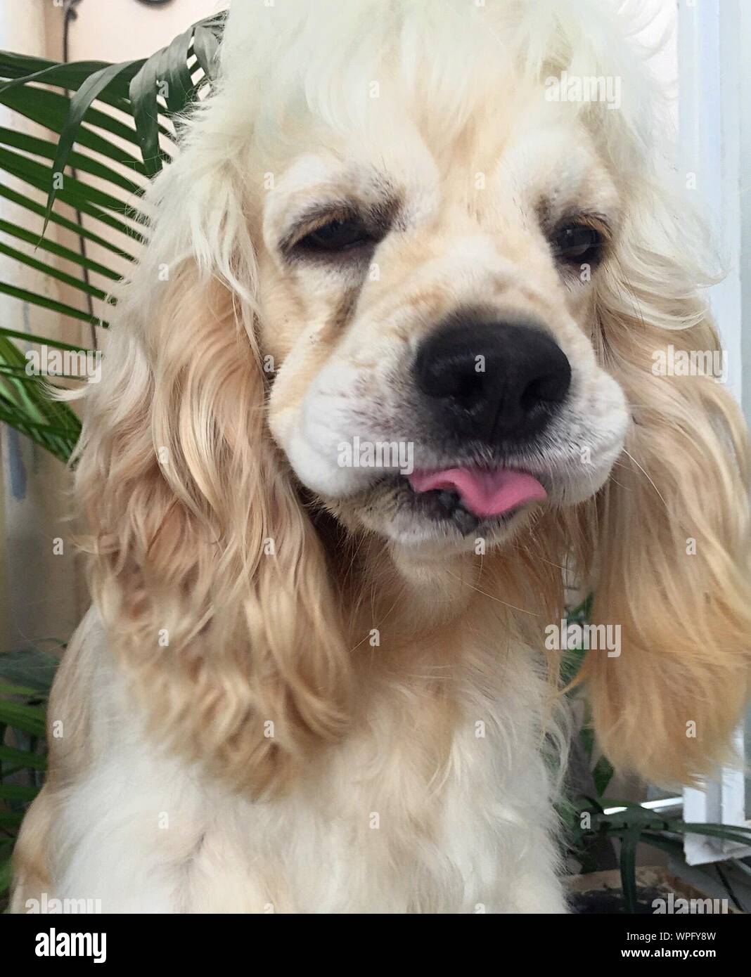 American Cocker Spaniel High Resolution Stock Photography and Images ...
